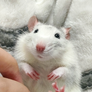 甘樂酱与花三三 