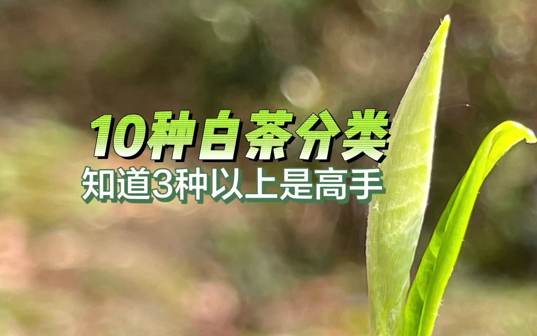 白茶的10种分类方式,一次性说清楚