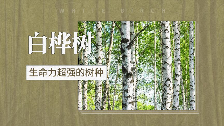 白桦树——生命力超强的树种