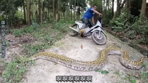 动物世界 巨蟒出现在小路上