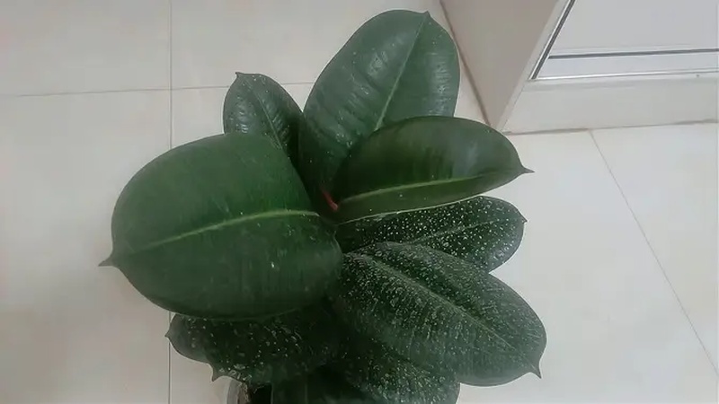 橡皮树养护三要点