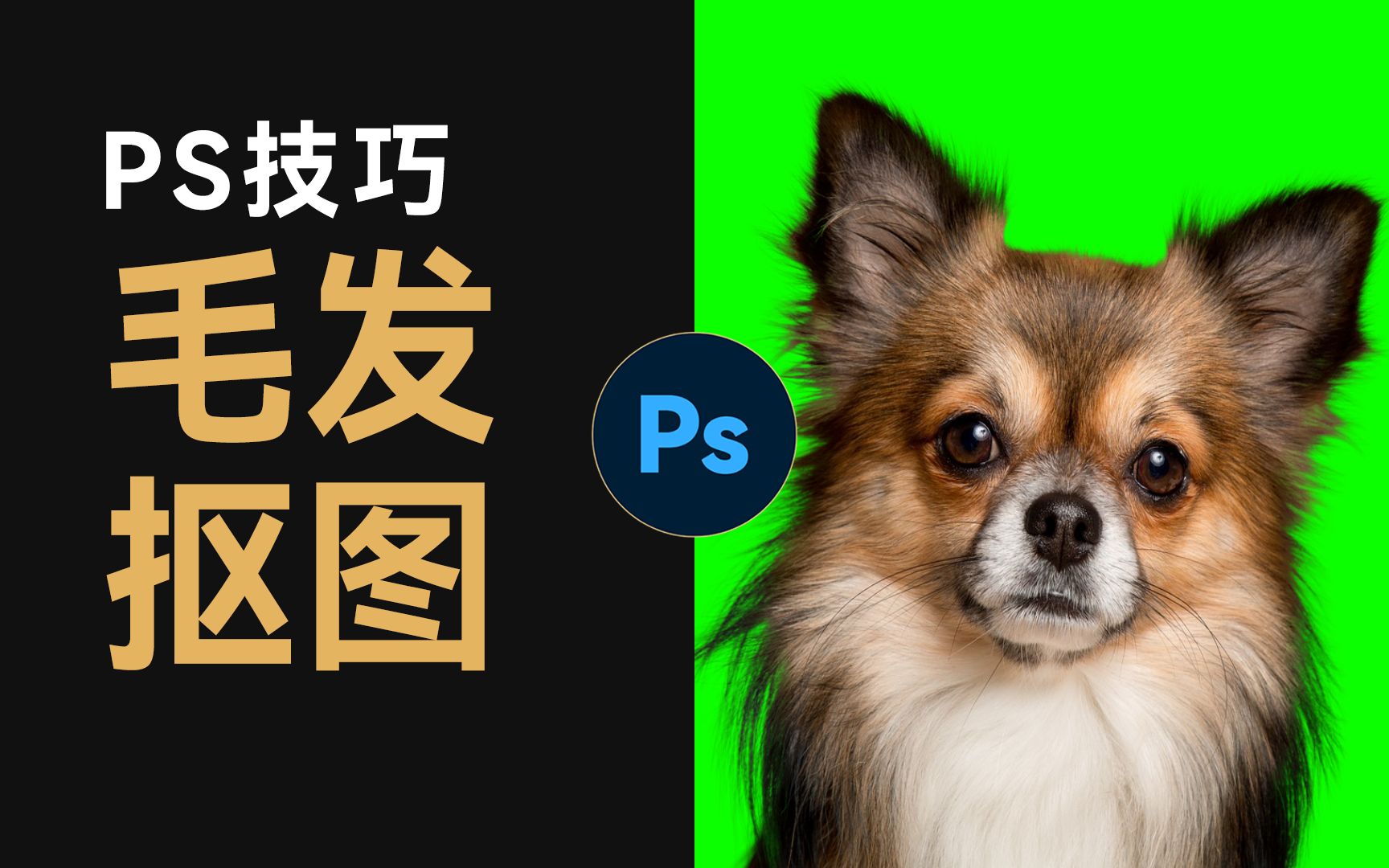 用ps轻松对毛发进行抠图的小技巧给大家安排了!
