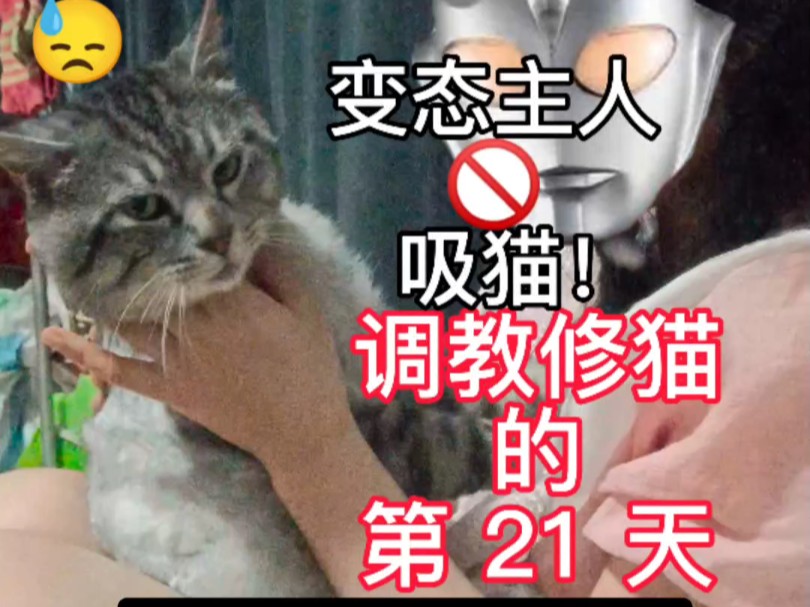 猫 : 实在不行给我找个班上吧,眼不见心不烦!