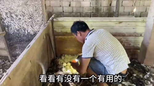 那天孵化了十二个蛋,已经第五天了,照一下看看有几个受精蛋