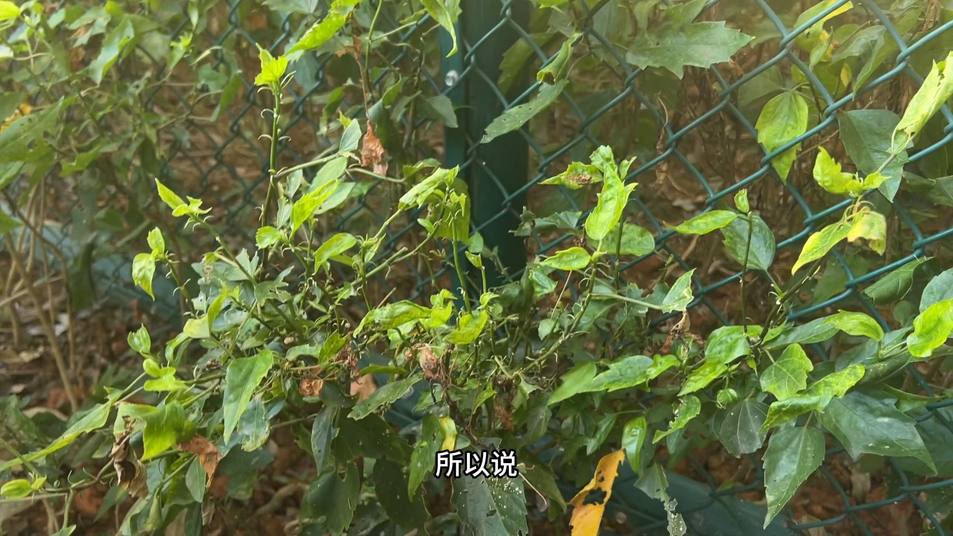 用了十几年iOS系统换到国产鸿蒙Next系统后,聊聊我这段时间真实感受!