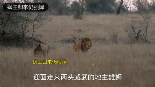 沙卡雄狮联盟:双狮联盟巡逻,大黑鬃越发帅气,不愧是狮王之王