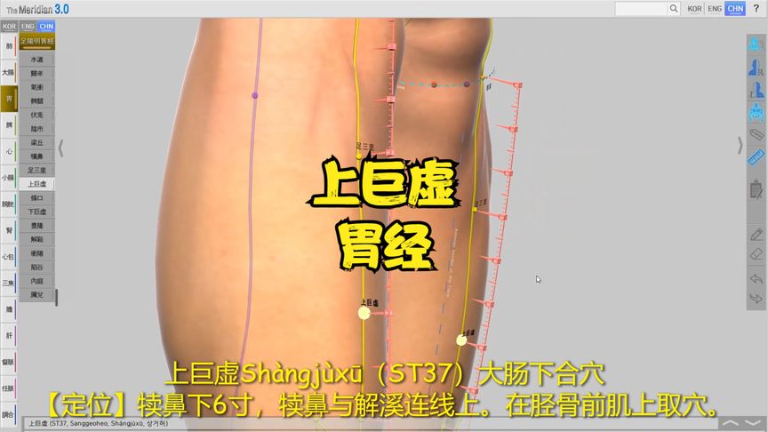 胃经上巨虚穴_足阳明胃经_经络穴位