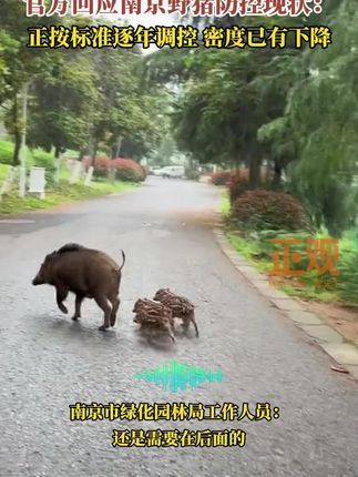 ...联络线,官方回应南京野猪防控现状:正按标准逐年调控,密度已有下降