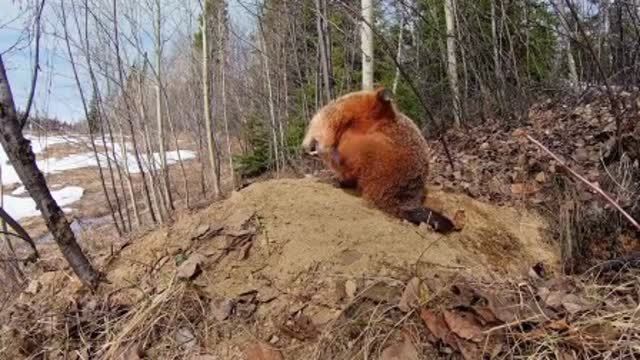 森林里的隐藏摄像机,拍下了动物们的日常,原来它们是这样生活的