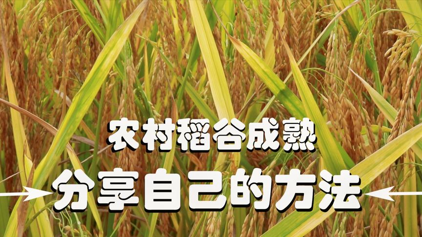农村水稻成熟了,农人与大家分享自己的种植方法,互相学习!