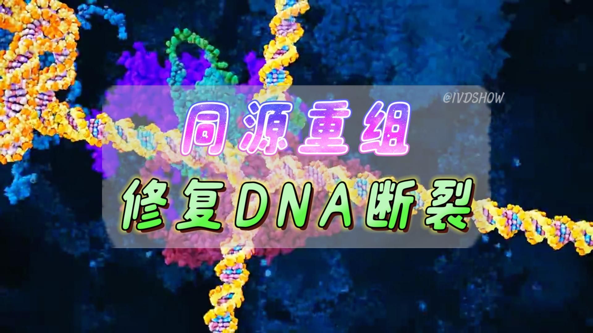 什么是霍利迪连接体?如何通过同源重组修复断裂的DNA?
