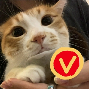 石原里美的香肠嘴 