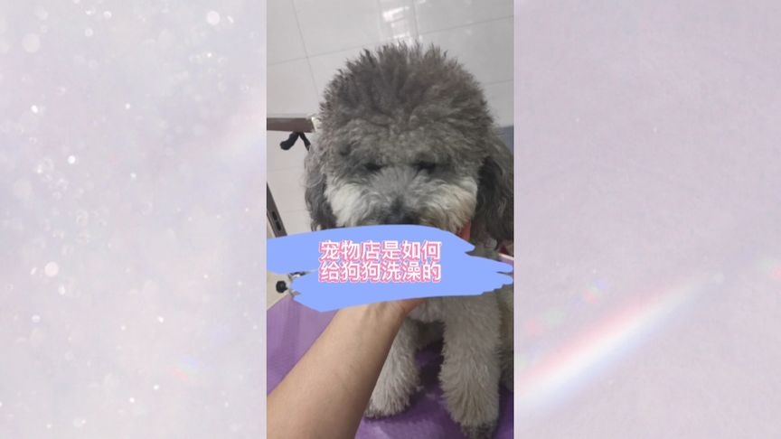 宠物店是怎么给狗狗洗澡的,搬起小板凳来学