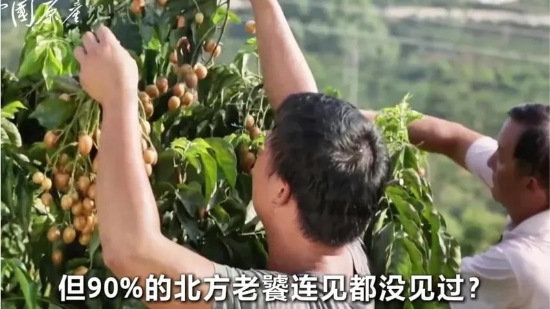 南方人吃到麻木!这颗"黄皮"竟让北方人崩溃:算菜还是果