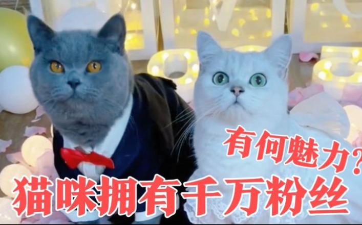 通人性的猫咪与主人神互动走红网络,聪明颠覆你认知,浪漫结婚!