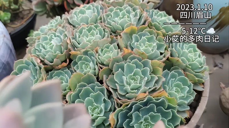 超级大海啸,这个出状态是橙红色的,非常美啊