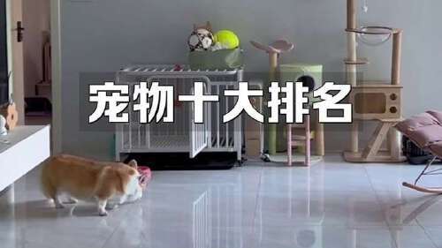 你家主子排第几?揭秘最受欢迎的十大宠物排行榜