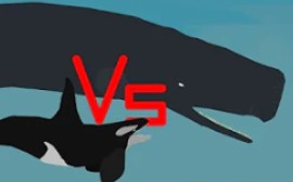 (搬运)抹香鲸VS虎鲸