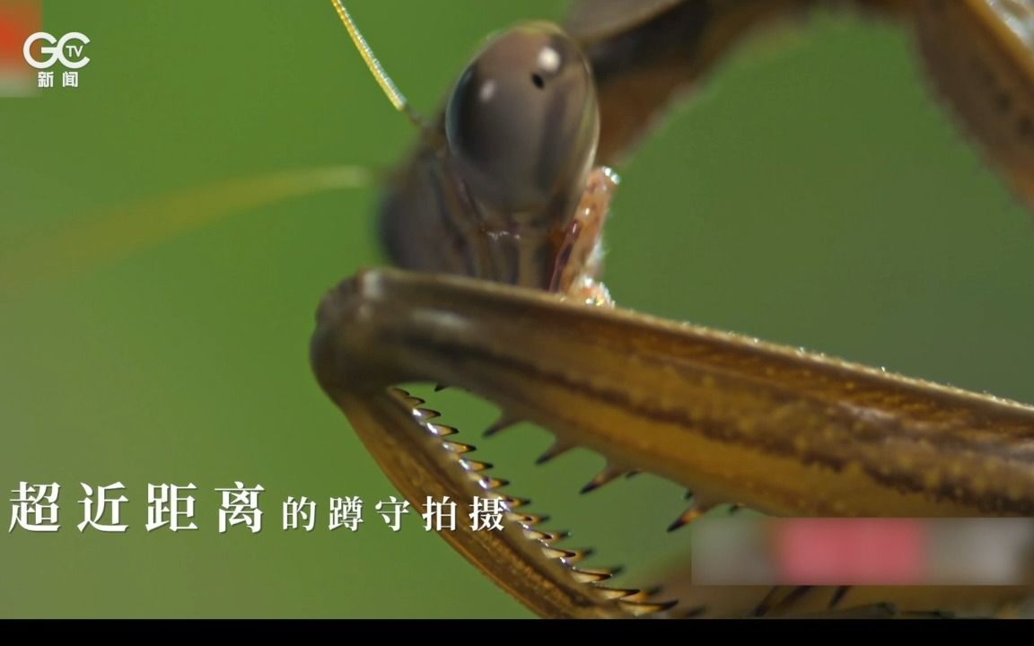 4K纪录片《国家公园·万物共生之境》暑期上映