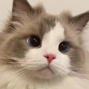 云斑竹 