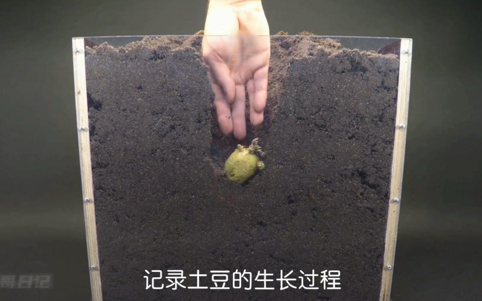 用92天延时摄影 记录土豆的生长过程 是一种怎样的体验