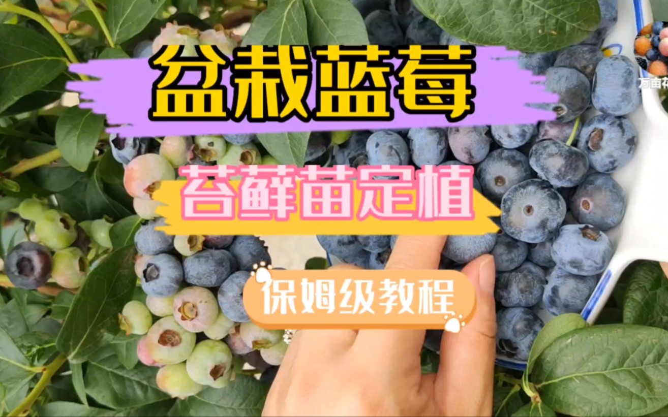 盆栽蓝莓苔藓苗,新手都能种活种好的几种方法