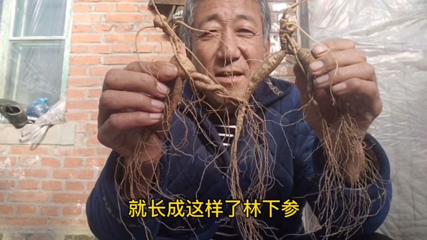 野生人参种子种植原始森林中,20年后人参长成这样,你见过吗