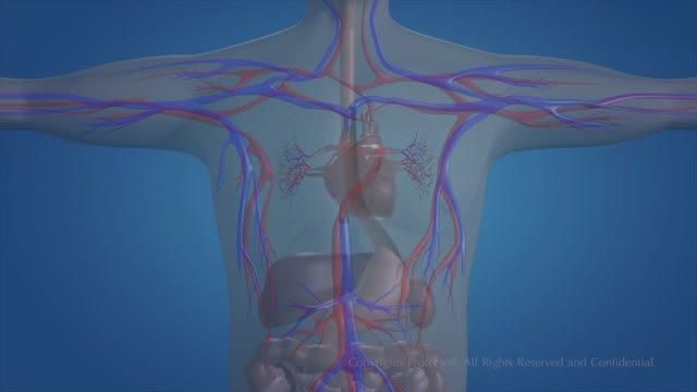 用科学展示人体血液循环系统