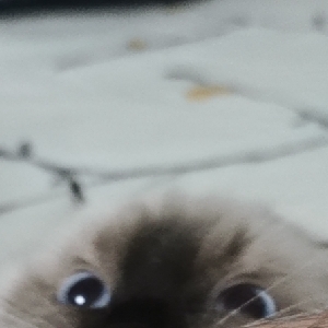苗豆阿 