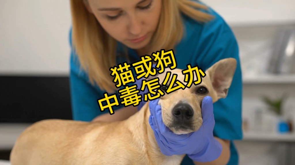 猫或狗中毒怎么办,争分夺秒想办法催吐,喂3%双氧水,或肥皂水绿豆水、...