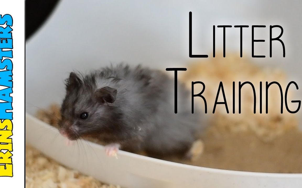 [Erin]如何训练仓鼠定点上厕所