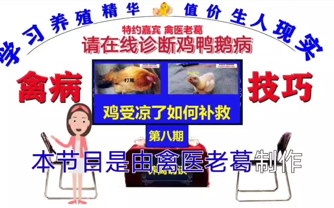 鸡受凉了如何补救鸡感冒最快好的方法鸡感冒了要用什么药最好