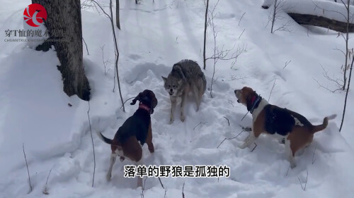 凶残家犬咬废野狼!一口下去野狼夹着尾巴求饶!罕见场面狗咬狼