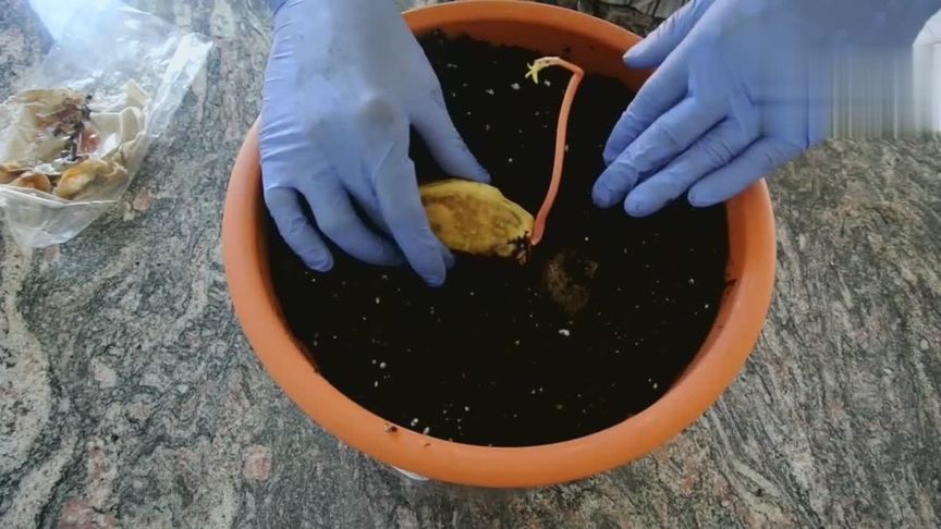 手把手教你在家种植芒果,园艺小白都会种!