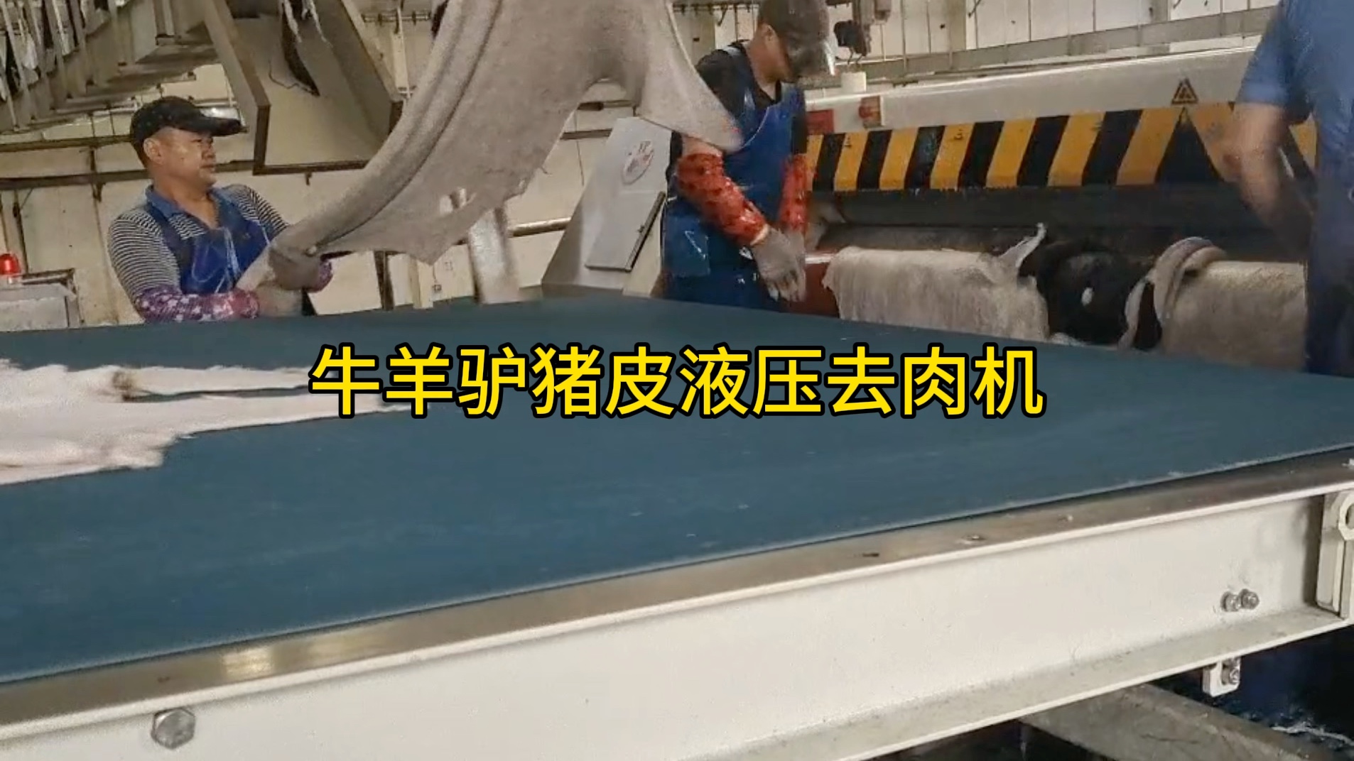 猪皮去肉机,牛皮液压去肉机,羊皮去肉刮油机,驴皮去肉去油脂机,皮革去...