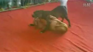 斗狗藏獒咬死比特犬斗狗比特vs藏獒斗狗打架