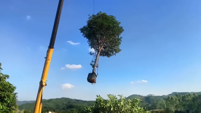 创作灵感 秋枫走一波 园林绿化 市政工程 市政道路 景观工程