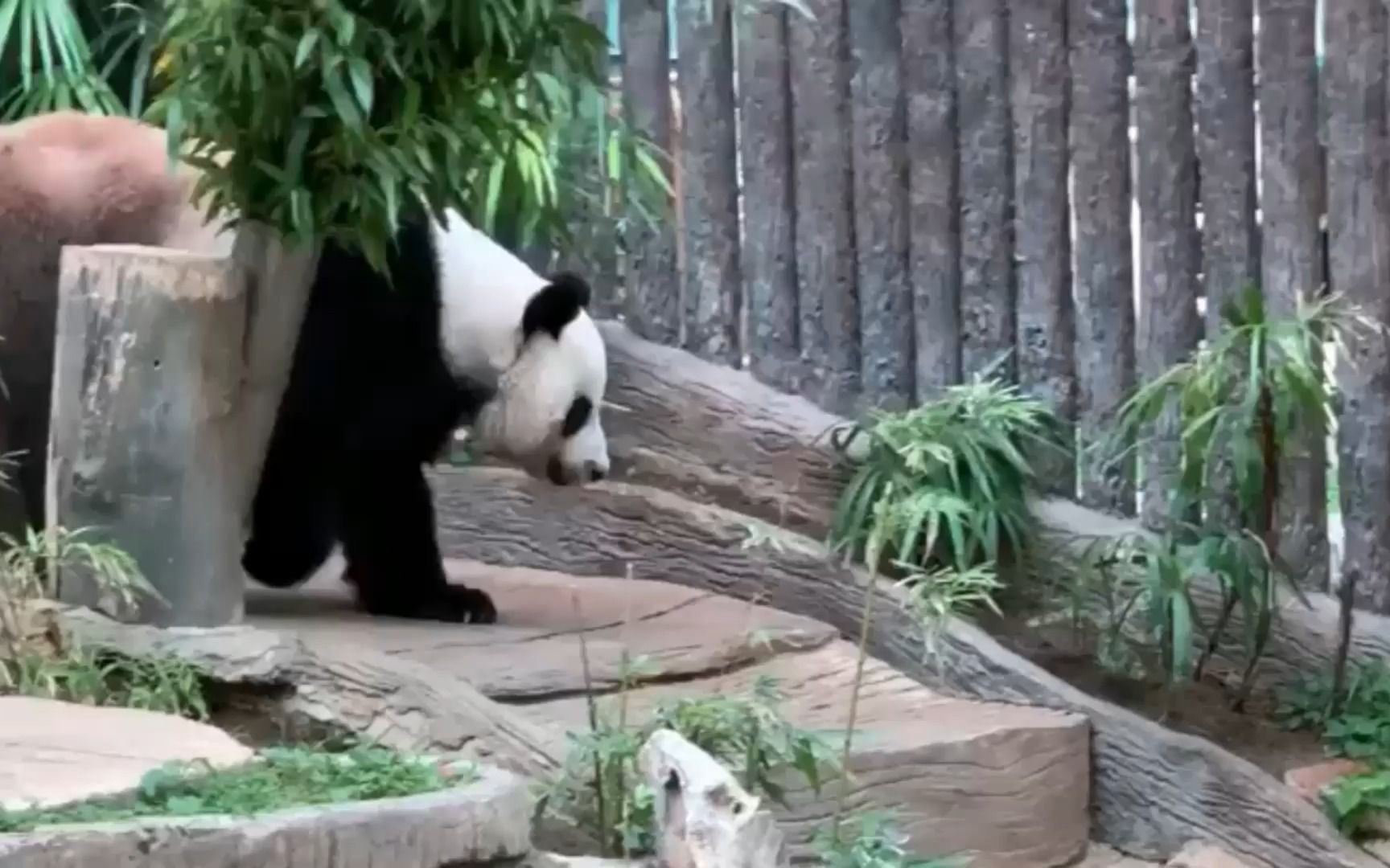 中国十大濒危国宝野生动物,榜首耳熟能详,有的却已经濒临灭绝