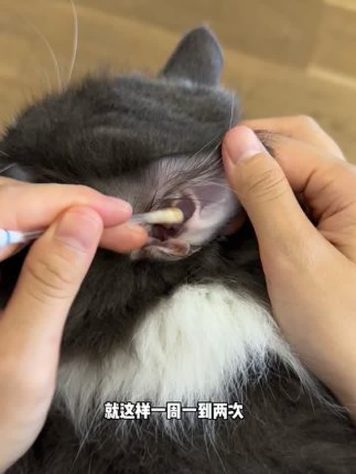 这个清洁棉签也太方便了!不像以前给猫洗耳朵鸡飞狗跳的,还甩我一脸,...