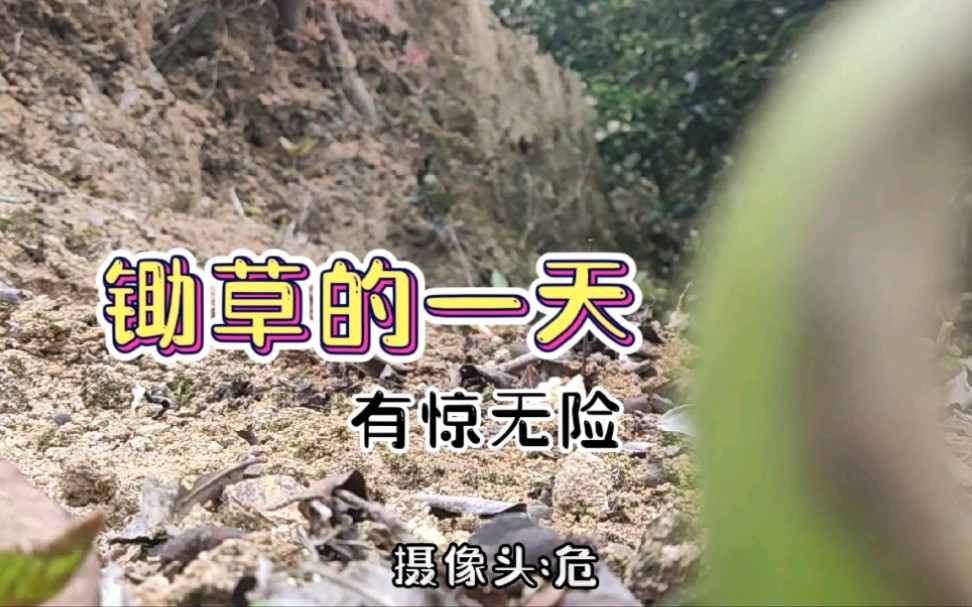 【田园】锄草的一天,劳动教育实践活动进行中…