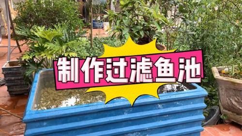 怎么制作过滤鱼池,小伙用彩钢瓦和塑料桶制作了一座过滤鱼池