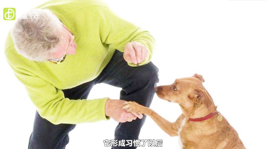 怎么训练狗狗大小便?2分钟学会如何让你的狗狗定点大小便!