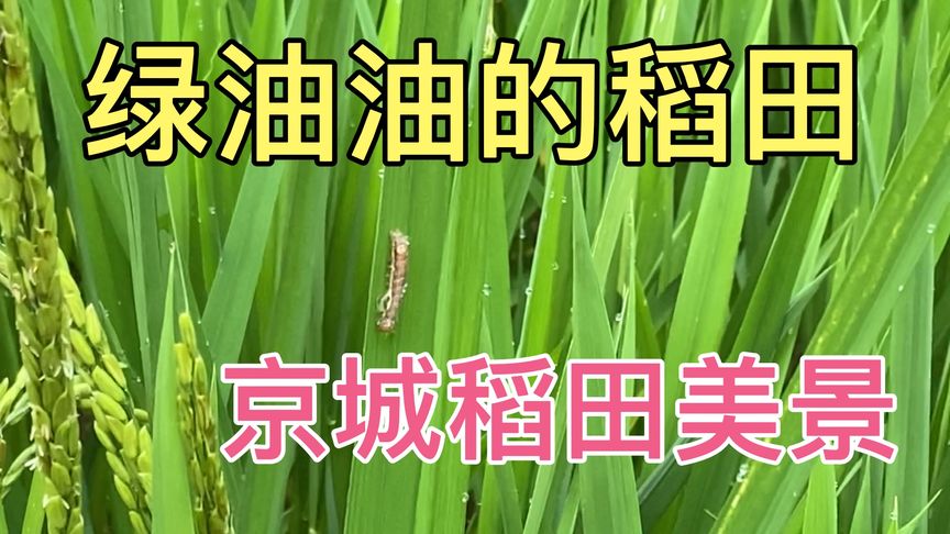 京城绿油油的稻田#北京#水稻#农田美景#自然#农业