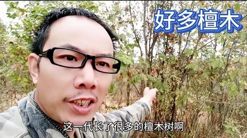 湖南都干成这样了好多檀木却长得这么好,不愧是我国二级保护植物