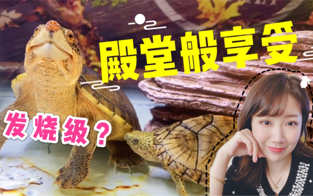 开箱小缸神器totto过滤器,听说不用换水了?试试就知道了