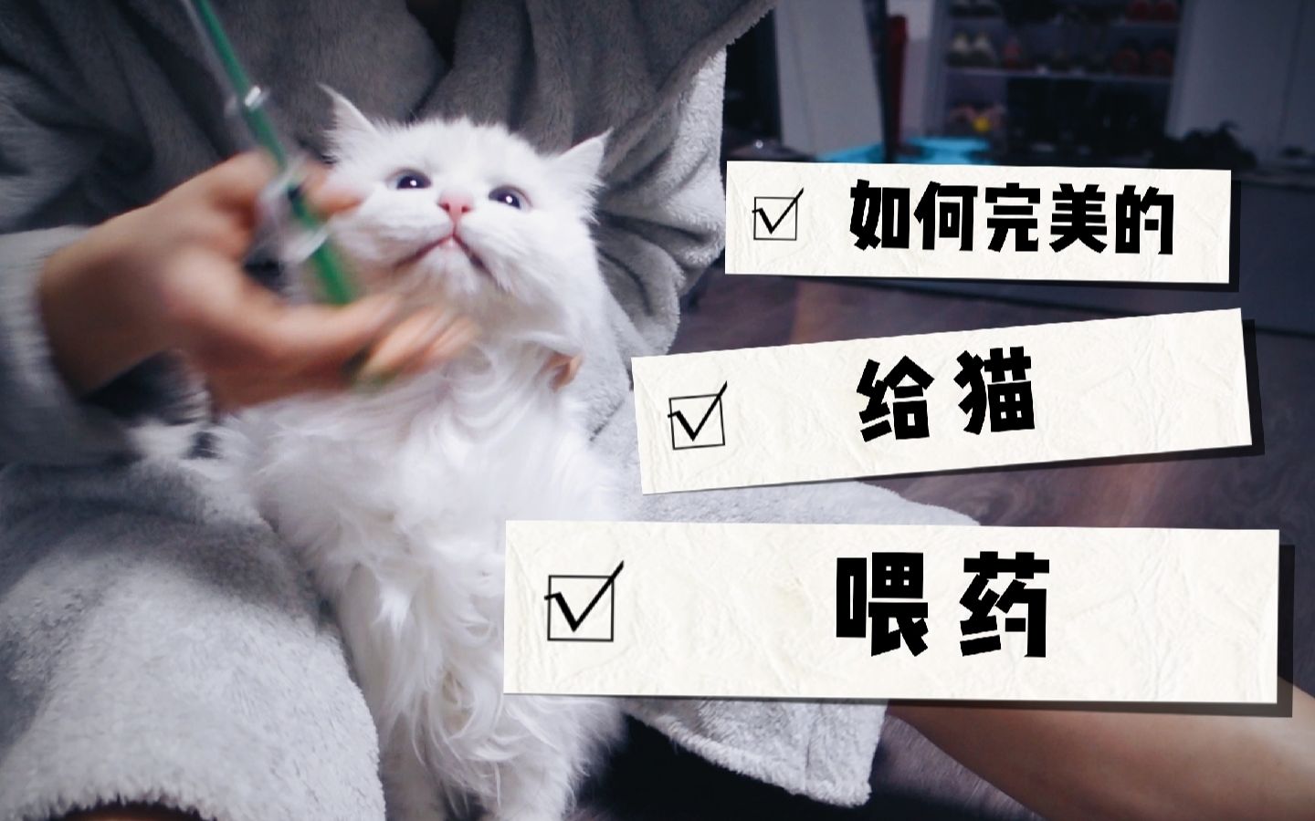 VLOG1 如何完美地给猫喂药 放心除了搞笑还有干货的
