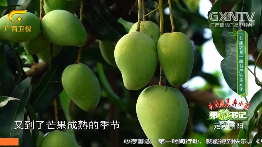 三同村全力发展芒果种植产业,7000亩芒果村民喜笑颜开丨第一书记