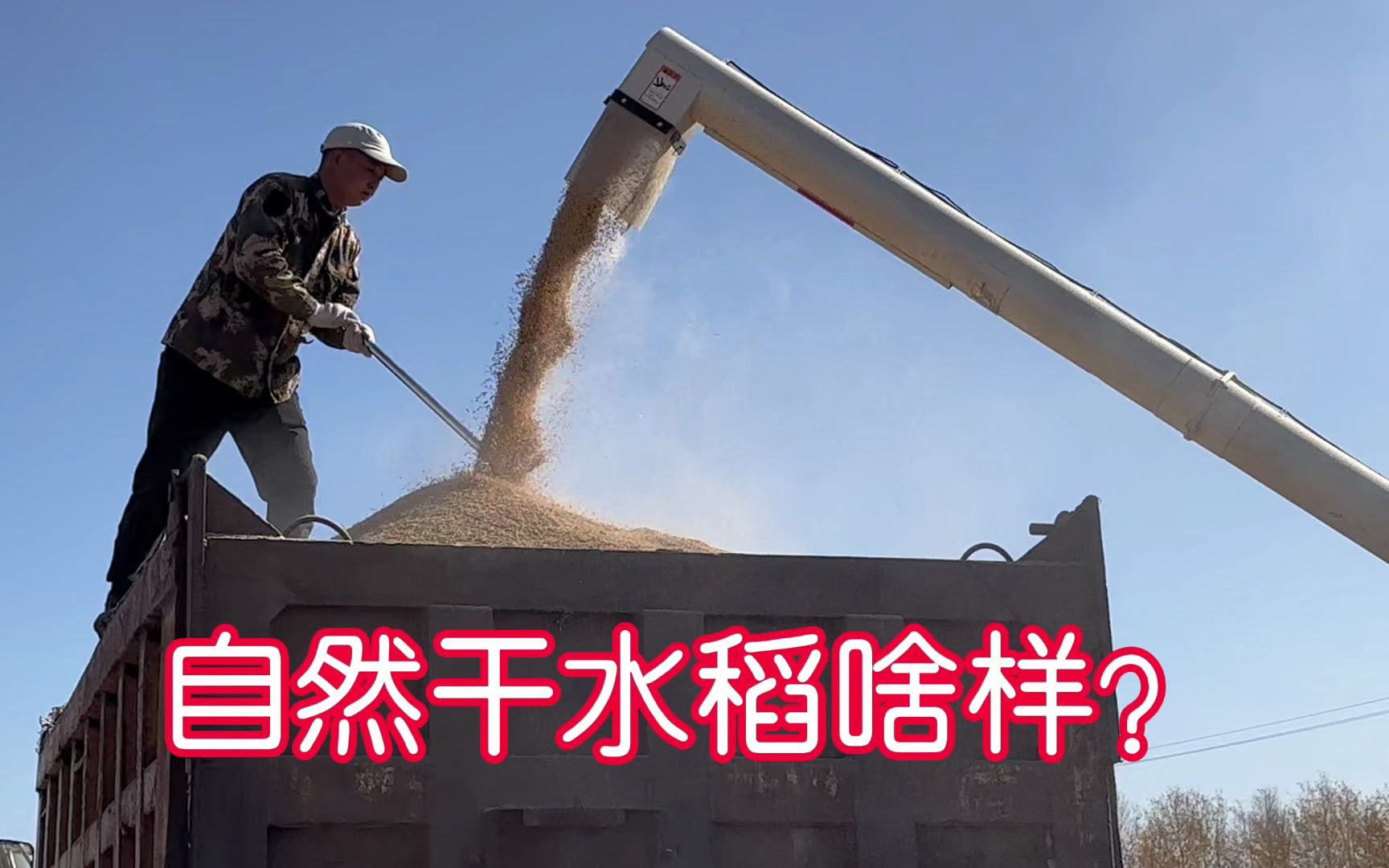 自然干水稻,收割下来直接磨米,收割加工全过程