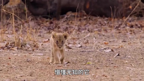 天生残疾小狮子的艰辛旅程!