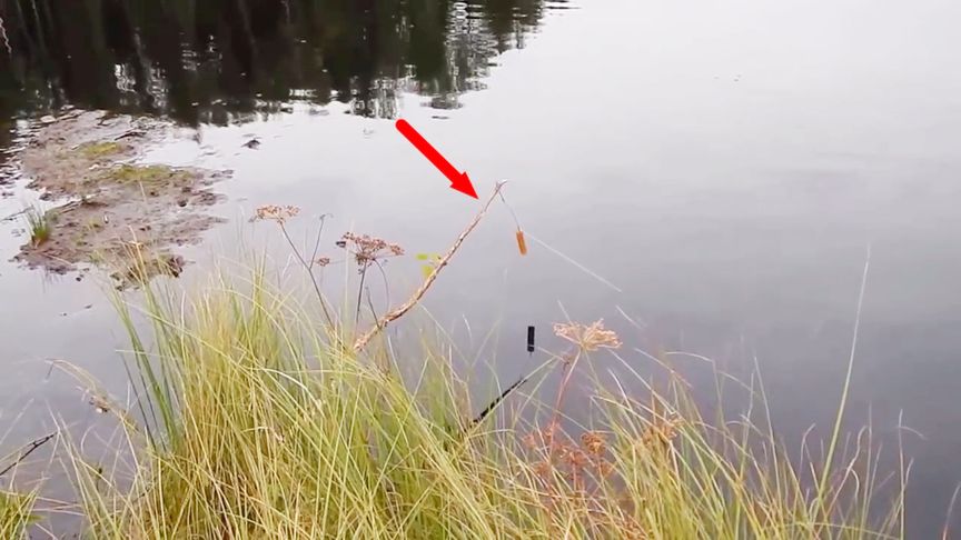 枯树枝不停晃动,钓友跑过去就是一通拽